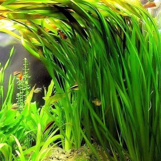 Vallisneria asiatica Aquarium plant (3 plant) : Amazon.in: Pet Supplies