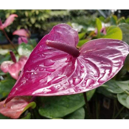 Purple Anthurium