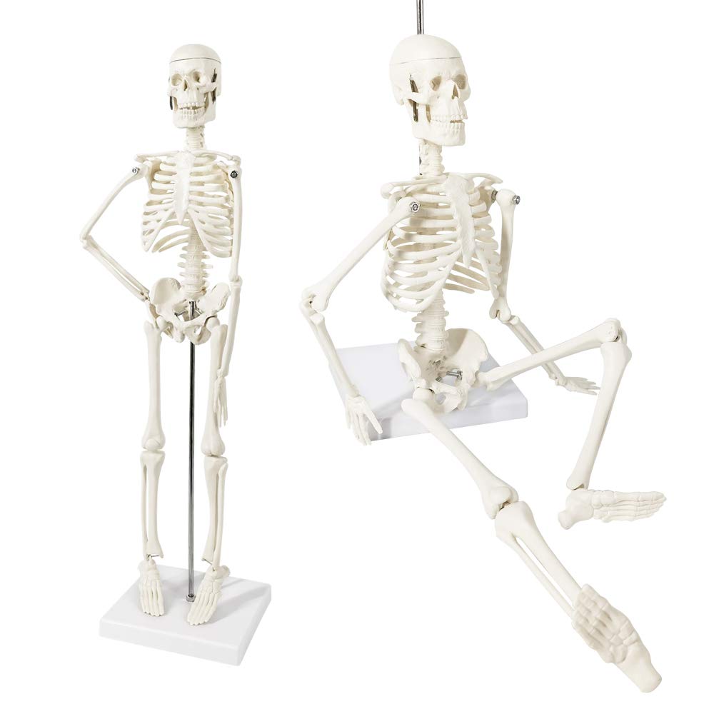 Buy Mini Human Skeleton Model for Anatomy, 17.7'' Full Body Human ...
