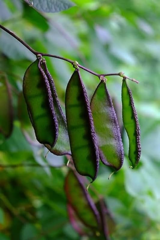 Runner Beans Hybird Seed Pack of 35 : Amazon.in: Garden & Outdoors