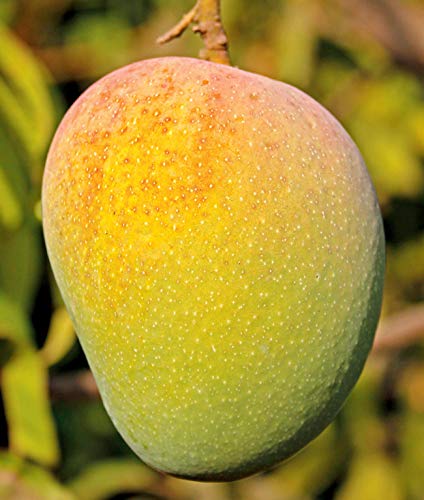 Plant Nursery Online Mango Badami, Aam Badami Grafted [Pack of 2]- Live ...