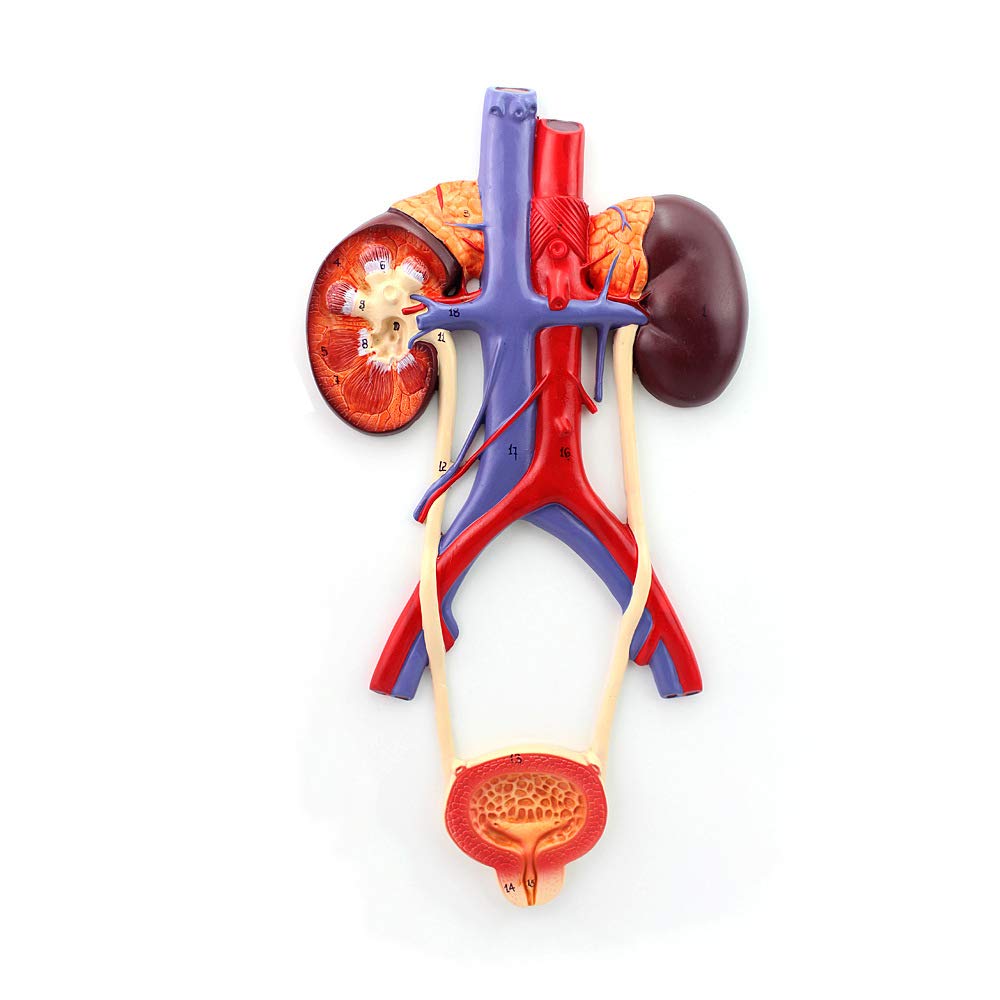 Cnrghs Human Bladder Prostate Model Urogenital System Model Medical ...