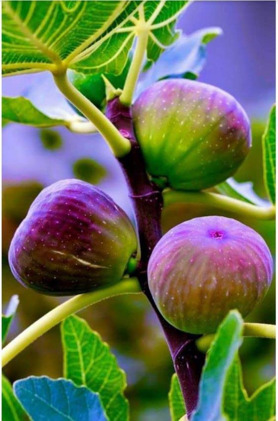Mphmi Live Plants Nursery Garden Anjeer hybrid fruit live Ficus Carica ...
