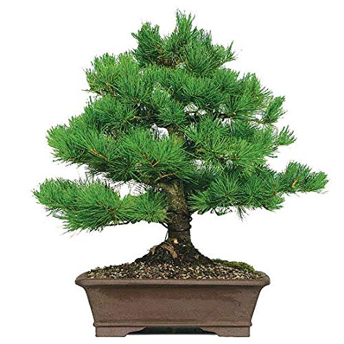 A&S Plant Live Cheed-Pine Bonsai Plant with Pot (More Than 3 Years Old ...