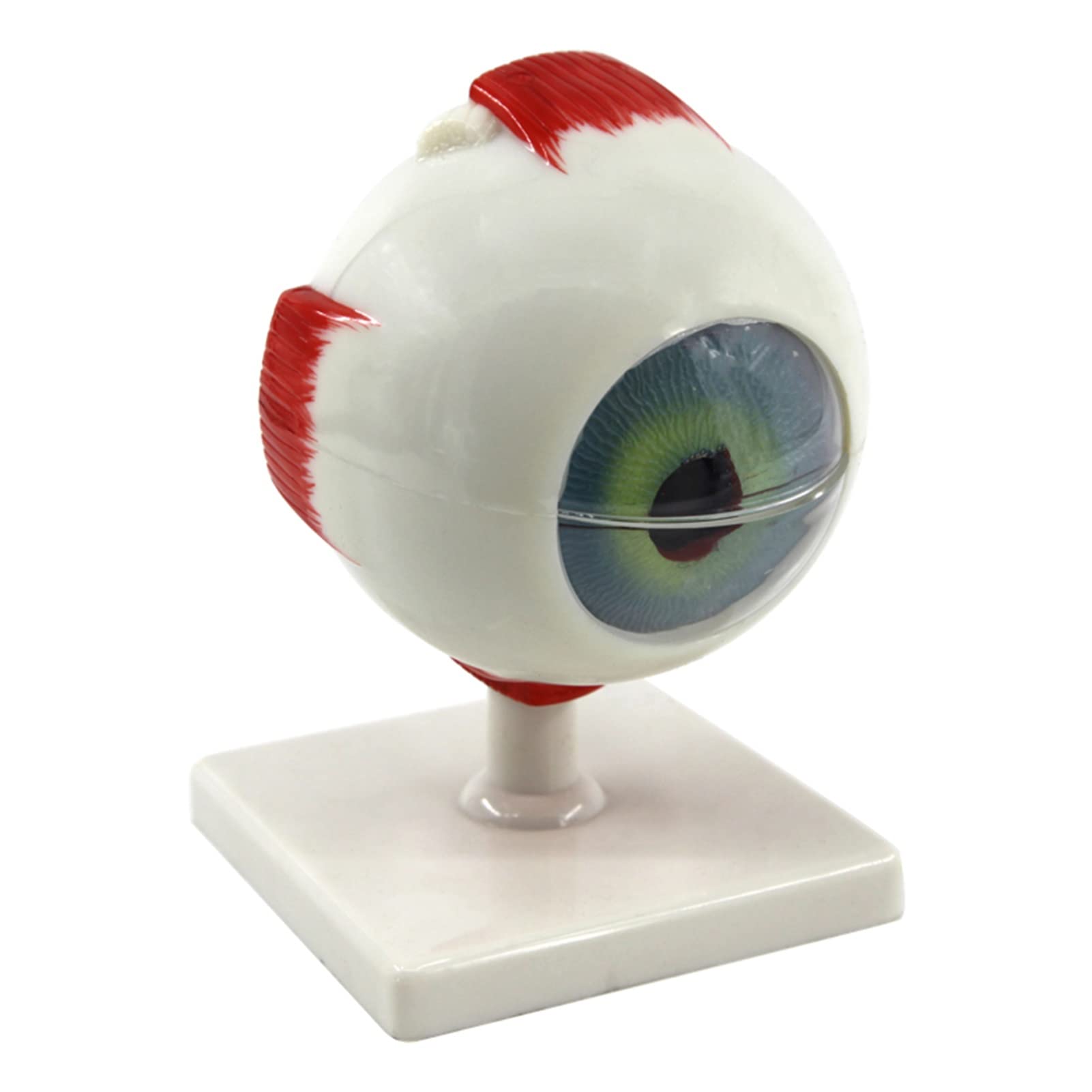 Buy 6X d Human Eye Model, Eyeball Anatomy with Removable Stand, for ...
