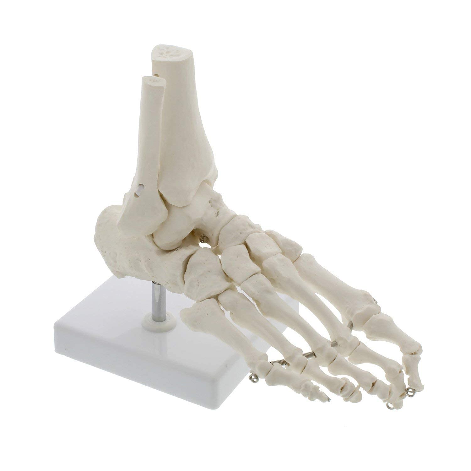 Buy Anatomy Model, Anatomy Model Foot, Foot Skeleton Model, Human Foot ...