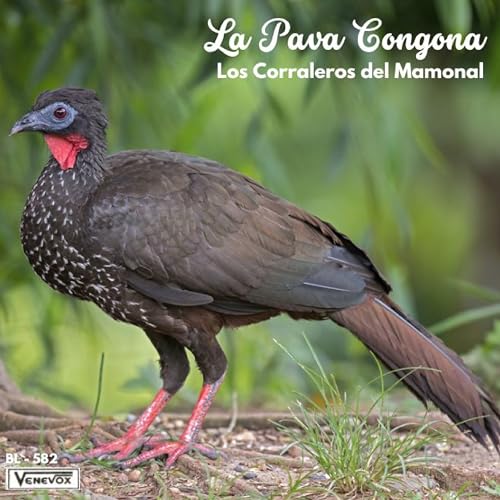Play La Pava Congona by Los Corraleros del Mamonal on Amazon Music