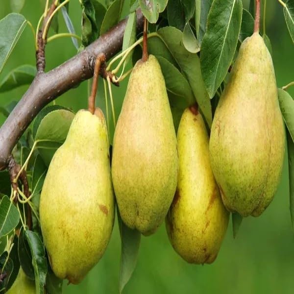 Odetoautumn All Season Live Dwarf Pear Fruit Tree | Nashpati Plant For ...