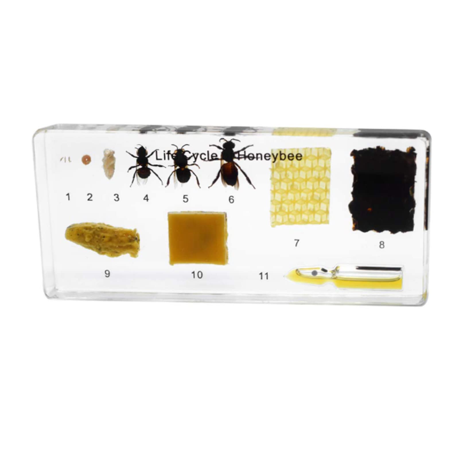 Buy Lifecycle Of A Honey Bee Science Classroom Specimens For Science ...