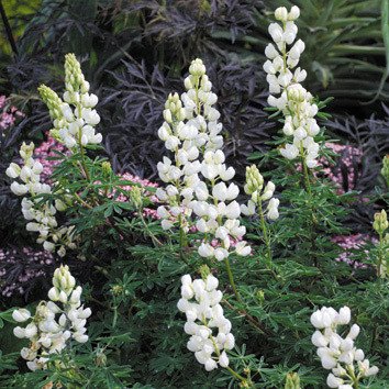 Plant World Seeds - Lupinus Arboreus Snow Queen Seeds (Tree & Shrub ...