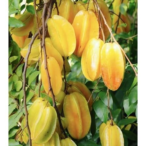 GREEN VOLCANO Star Fruit (Grafted)- Fruit Plants & Tree Pack of 1 ...