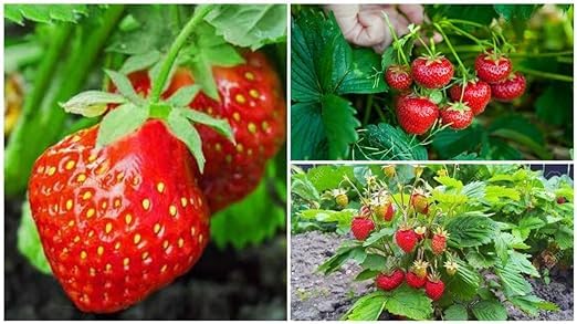 Greenursery Strawberry Fruit Indoor Plant Live with Pot All Season ...