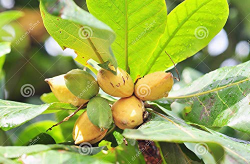 Indian Badam Tree Live Plant : Amazon.in: Garden & Outdoors