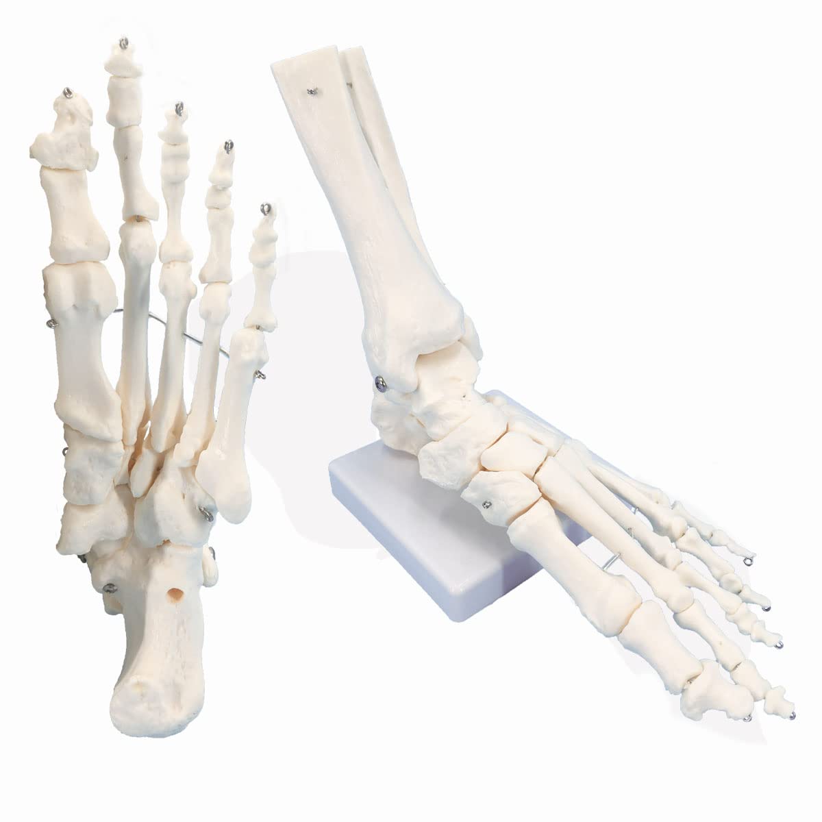 Buy Veipho Foot Models, Human Foot and Ankle Model with Stand, Life ...