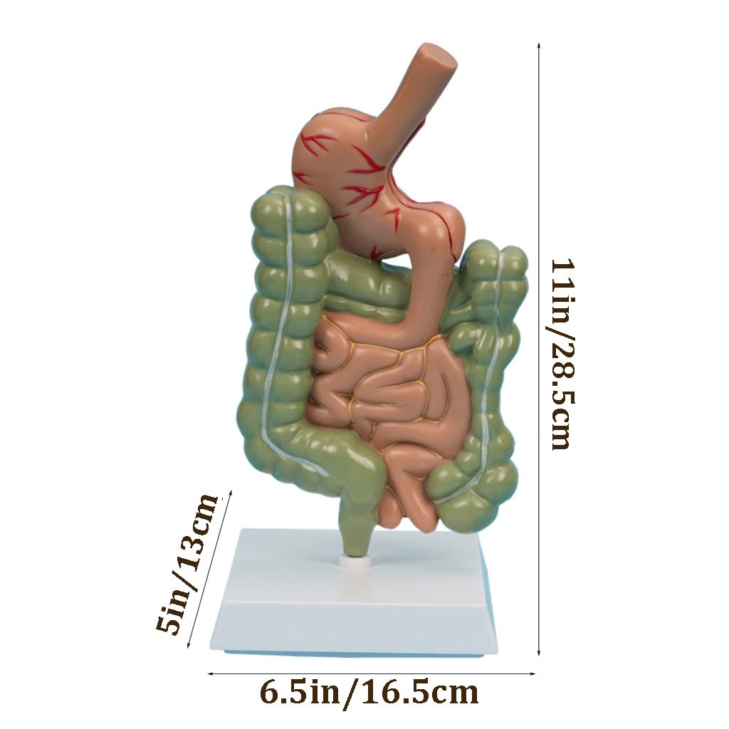 Human Stomach Dissection