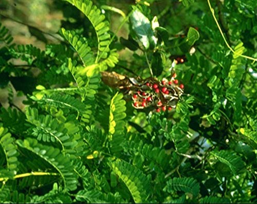 Mandy's Farm Rosary Pea/Gunj Live Plant : Amazon.in: Garden & Outdoors