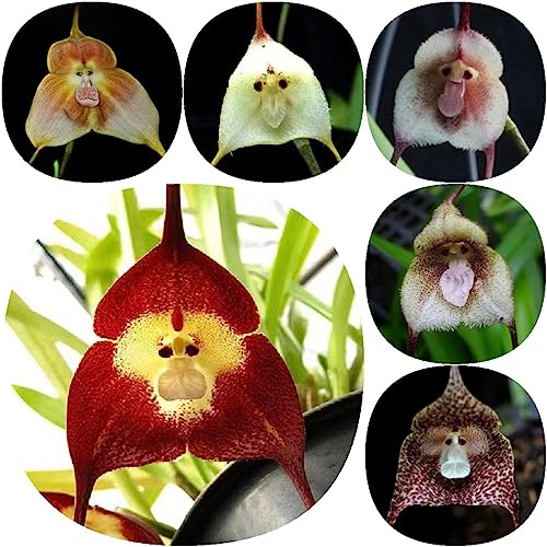 Wo Kann Man Affengesicht Orchidee Kaufen