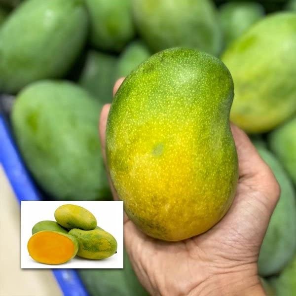 Cloud Farm Imam Pasand/Himayat/Hima Pasand Mango Grafted Hybrid Live ...
