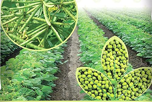 Green World IPM 2K14-9 (Varsha) Moong Seeds/Green Gram Researched Seeds for Farming and ...
