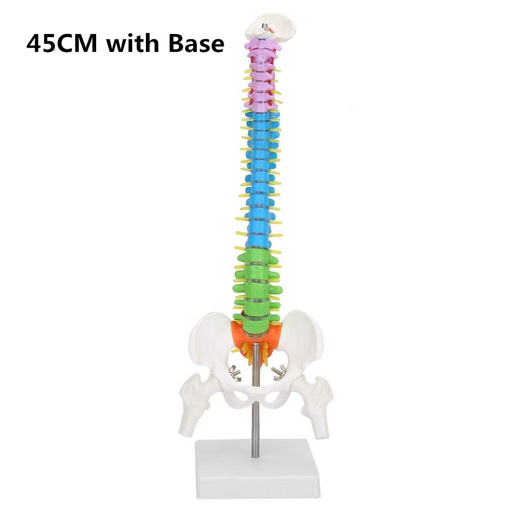 Buy LXT PANDA Flexible Spine Model, Didactic Spinal Cord with Spinal ...