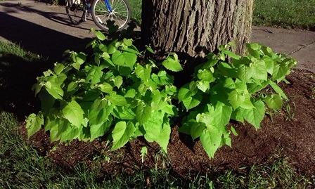 Amazon.com : Sucker Stopper RTU, 16FL OZ : Patio, Lawn & Garden