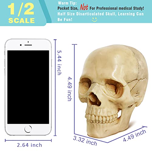 Snapklik.com : Evotech Mini Human Skull Model, Didactic 15 Parts Palm ...
