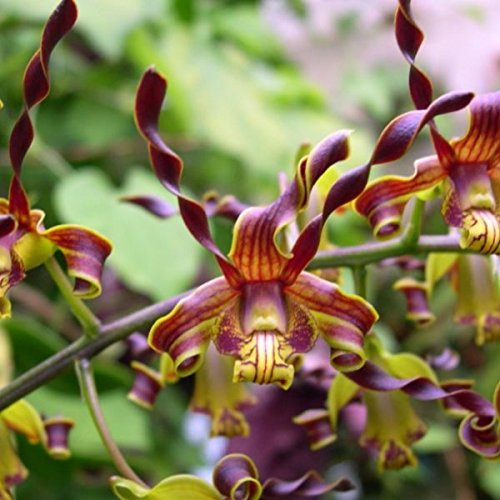 Live Orchid plant - Dendrobium RAMBO : Amazon.in: Garden & Outdoors