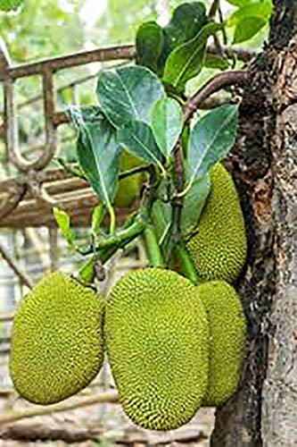 LushGreen Gardens Jackfruit Tree Live Plant - Jackfruit Bud Exotic ...
