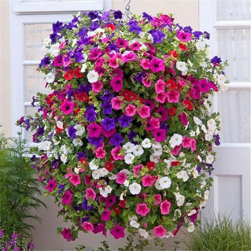 Amazon.com : 5200+ Petunia Seeds Grandiflora Flowers Mixed Rainbow ...
