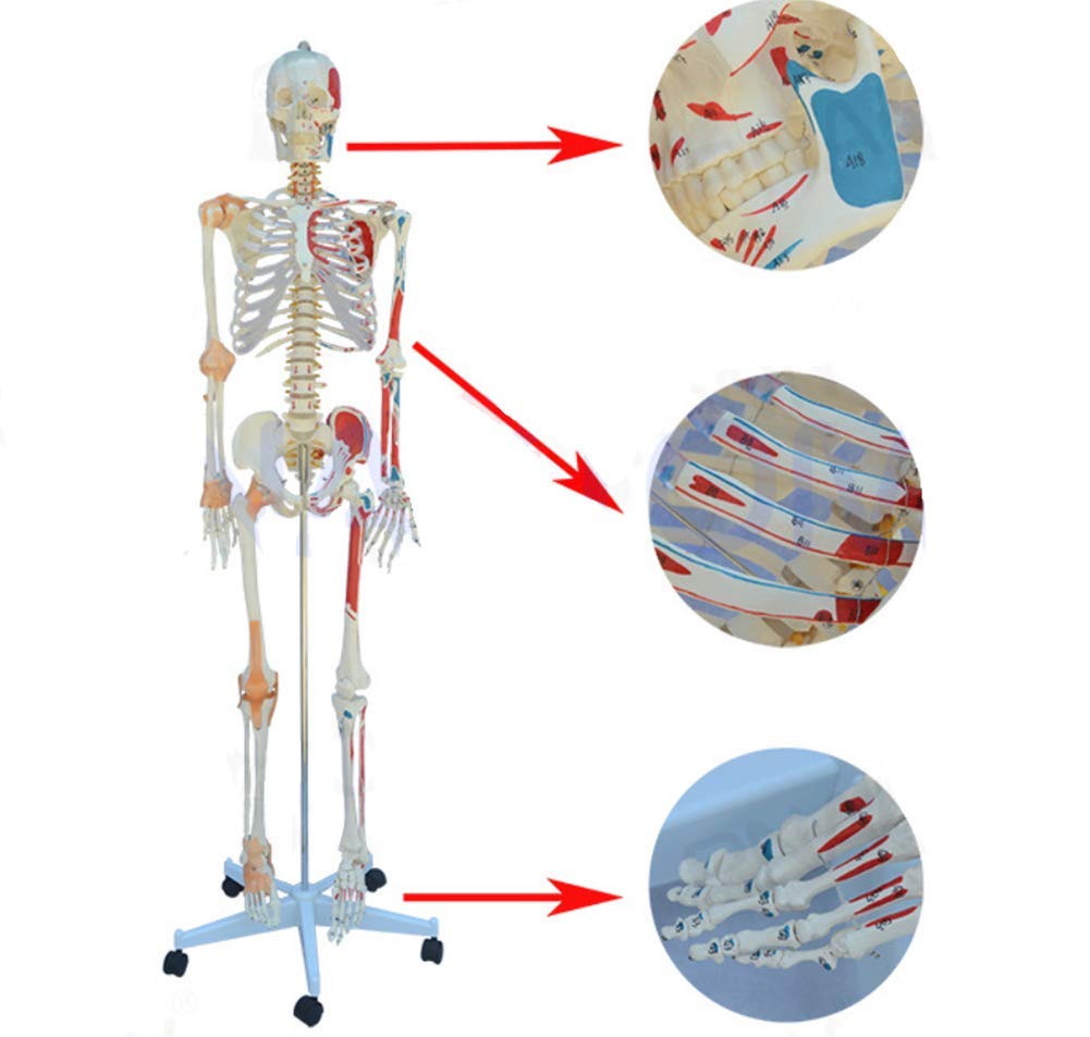 Buy Life Size Skeleton Model, Human Skeleton Model for Anatomy Skeleton ...