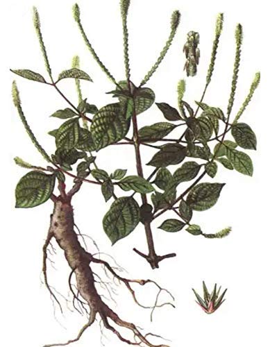 VEDHAHI PLANTS Apamarg/Prickly Chaff Flower/Latjeera - Jad/Root 200gm ...