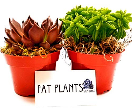 Fat Plants San Diego Live Succulent Plant Variety Collection ...