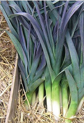 VibeX Seeds of Vegetable Leek Northern Lights F1 Hybrid-500 Seeds ...