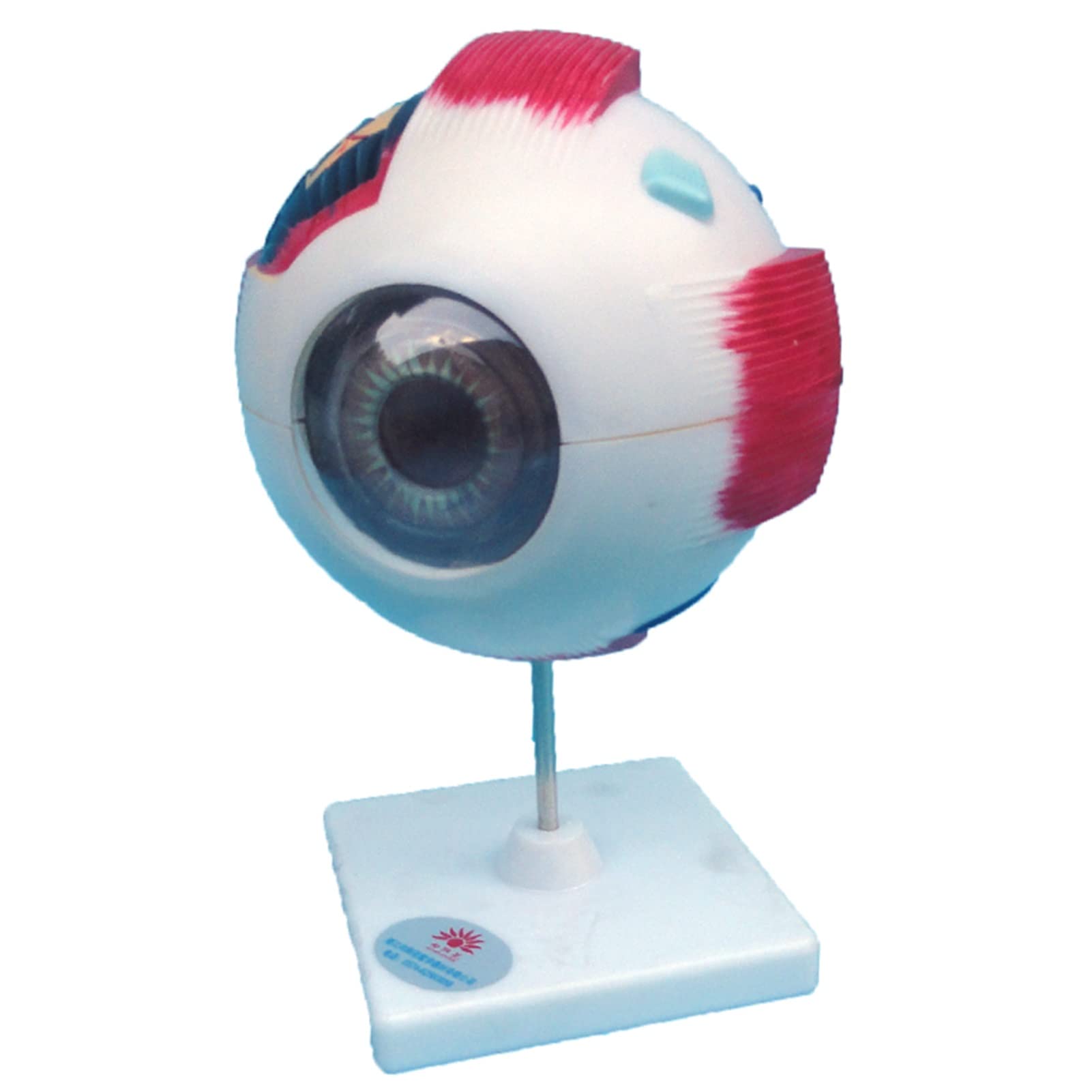 Buy 6X Eye Model, Shows Optic Nerves, Muscles In Natural Position ...