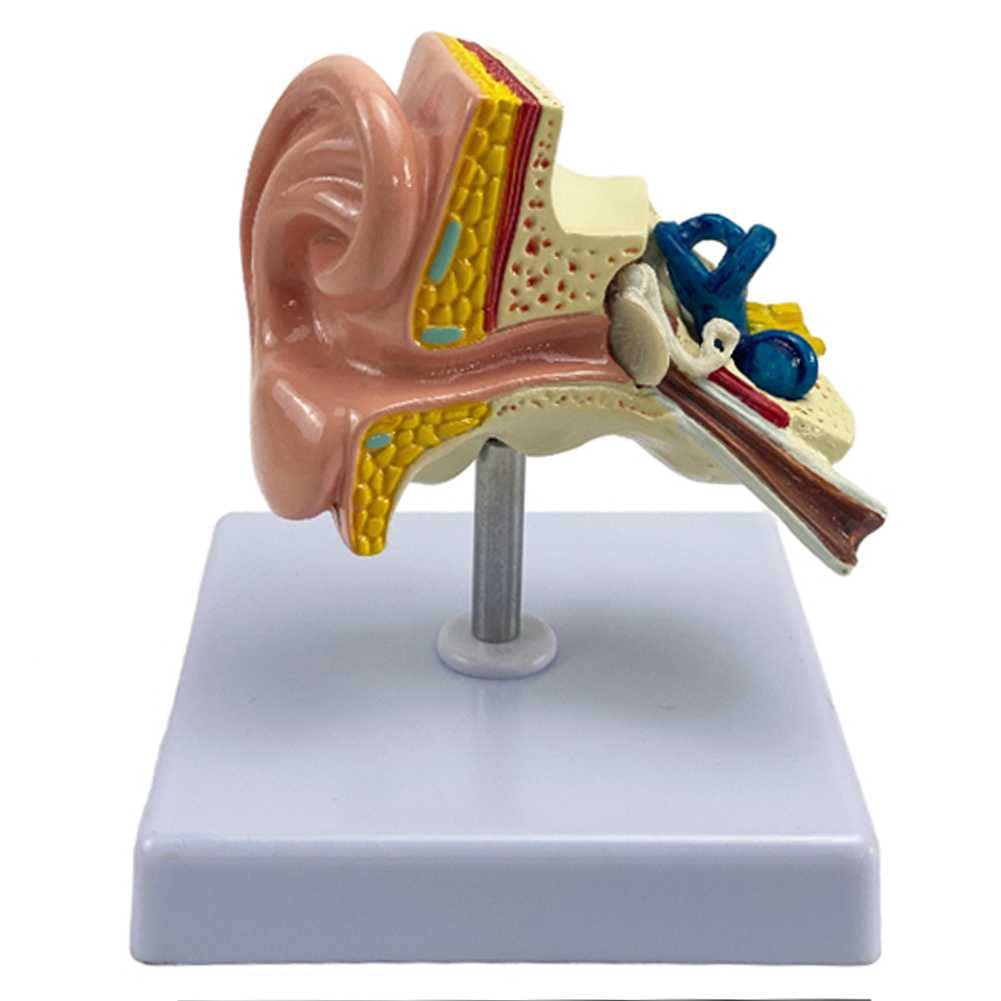 Anatomie Van Het Uitwendige Oor Diagram