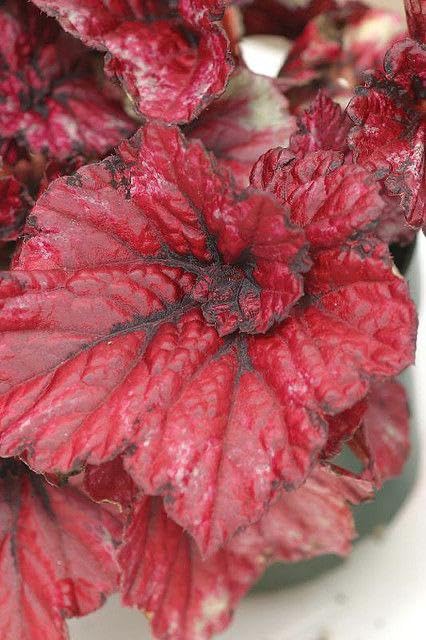 Ritz Farming® Begonia imported leafy flower seeds | dark red Begonia ...