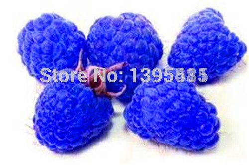 200 raspberry seeds mixed colors rare friut seeds Super Big giant ...