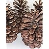 Amazon.com: Huge Box of 50 Extra-Large (5 to 7 inch) Long Leaf Pine ...