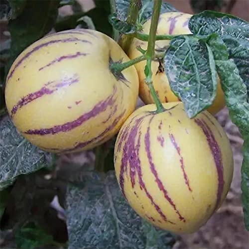 Pepino fruit - How to grow & care