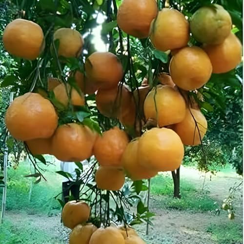 RADHA RANI PLANT HOUSE- Hybrid Sweet Nagpur Mandarin Variety Orange ...