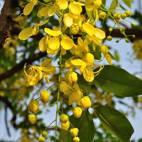 Rameshvar Enterprises | Live Amaltas/Indian Laburnum/Cassia Fistula/Golden Shower Medicinal ...