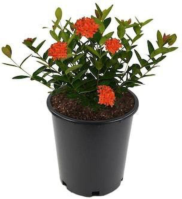 Entacloo_ Ixora/Chethi Plant[v57] : Amazon.in: Garden & Outdoors