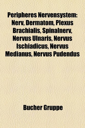 Peripheres Nervensystem: Nerv, Dermatom, Plexus Brachialis, Spinalnerv ...