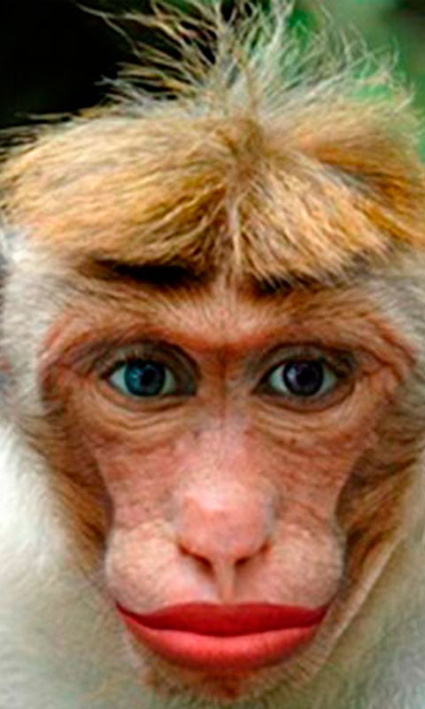 Funny monkeys Puzzle - App on the Amazon Appstore