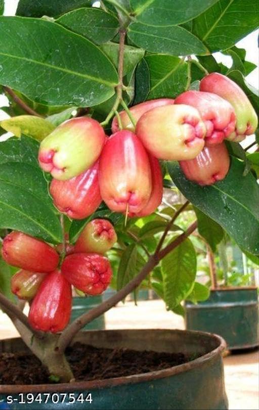 Everfit agro Water/Jamrul Fruit Plant : Amazon.in: Garden & Outdoors