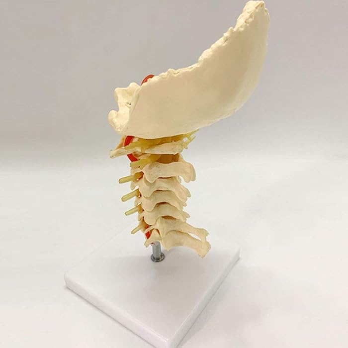 Buy Human Anatomical Model Cervical Spine with Carotid Artery Posterior ...