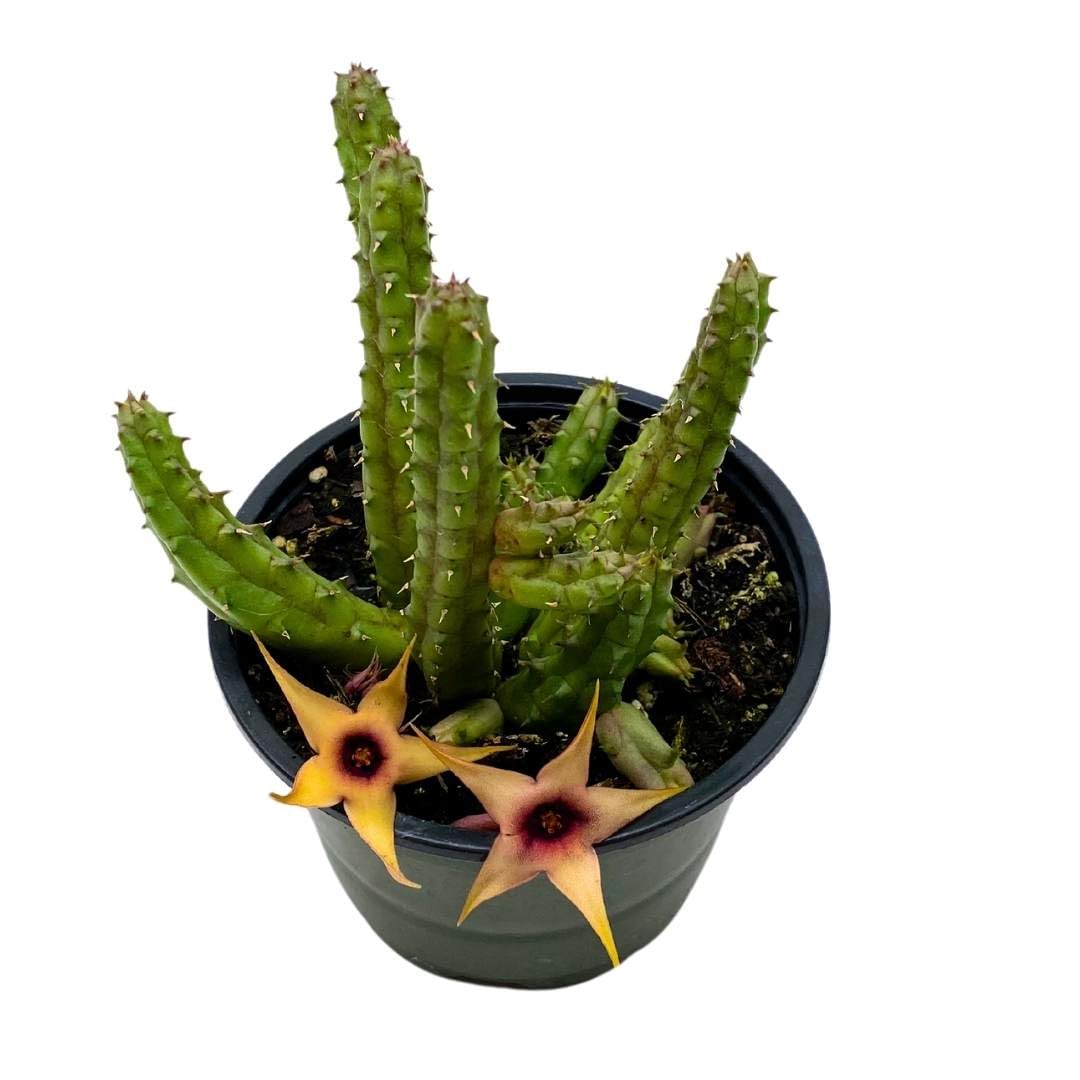 Amazon.com : BubbleBlooms Stapelia Procumbens in a 4 inch Pot Huernia ...