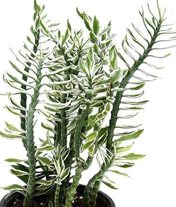 Live Variegated Devils Backbone/Zig-Zag Shrub - Decorative Indoor ...