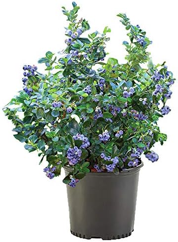 Amazon.com : Blueberry Plants "Biloxi" Southern Highbush Includes (4 ...