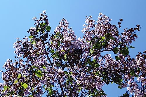 Empress tree - How to grow & care